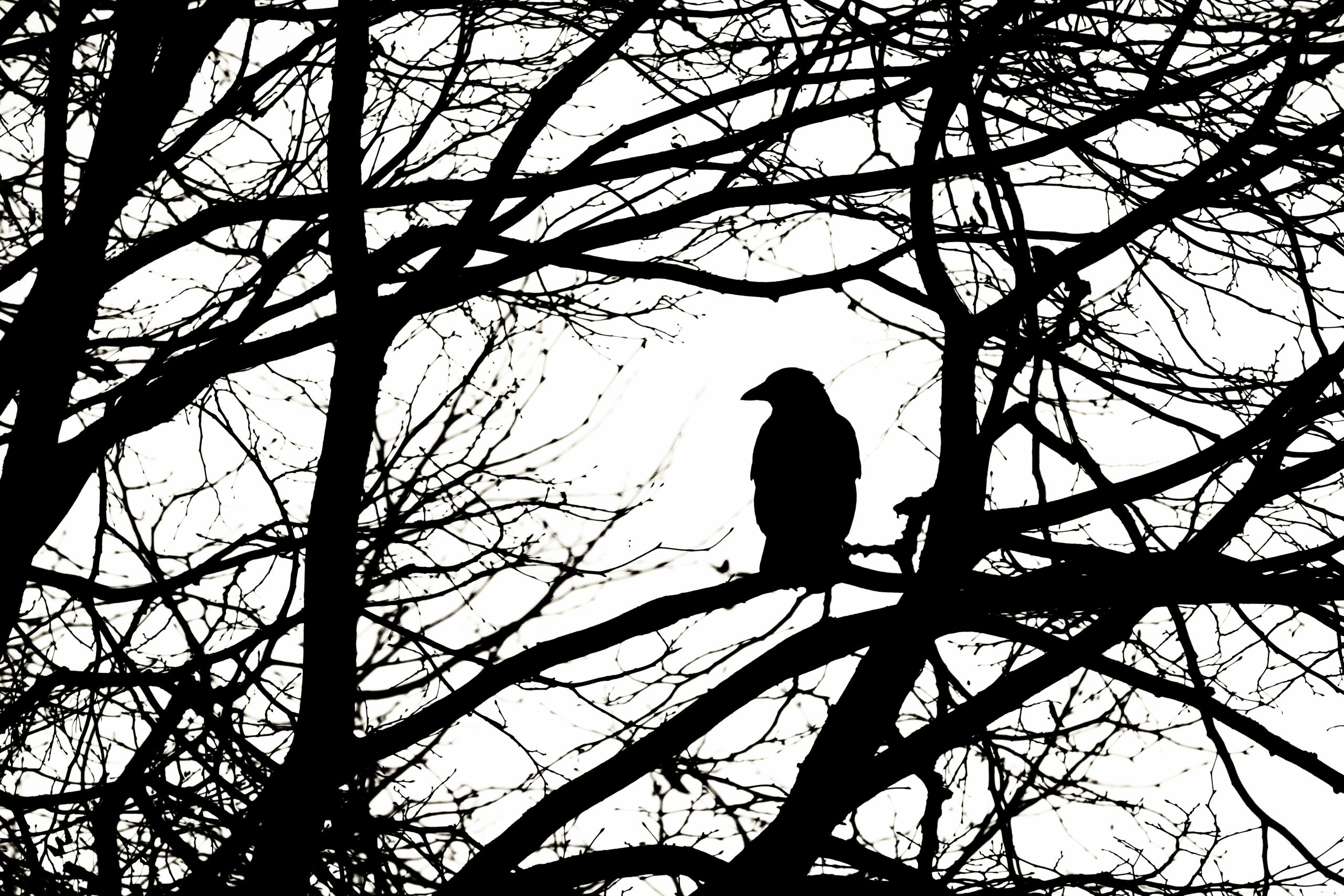 The Raven Short Story Contest | The Writing District